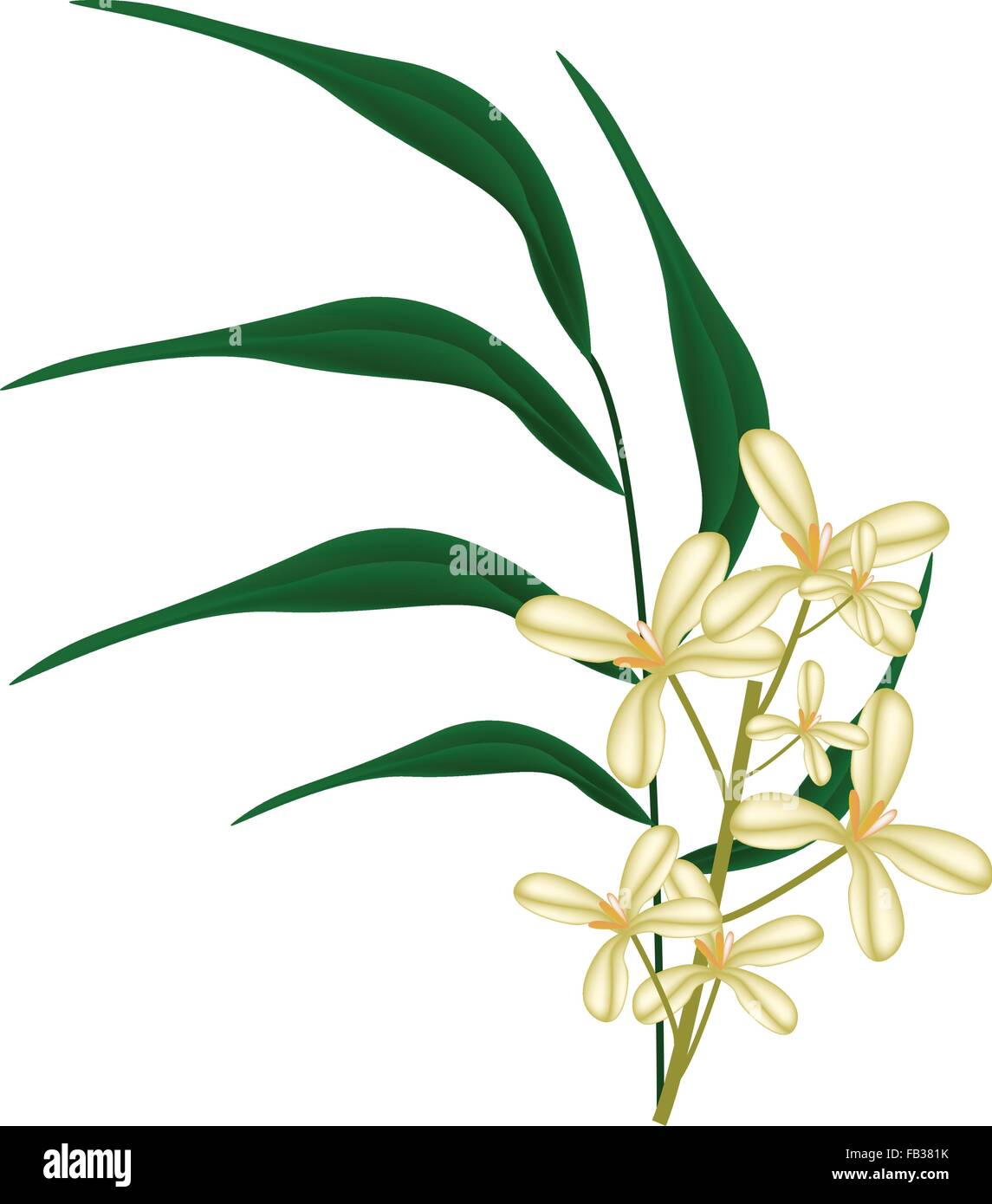 Beautiful Flower, Illustration of Cluster of Sweet Osmanthus Flower ...