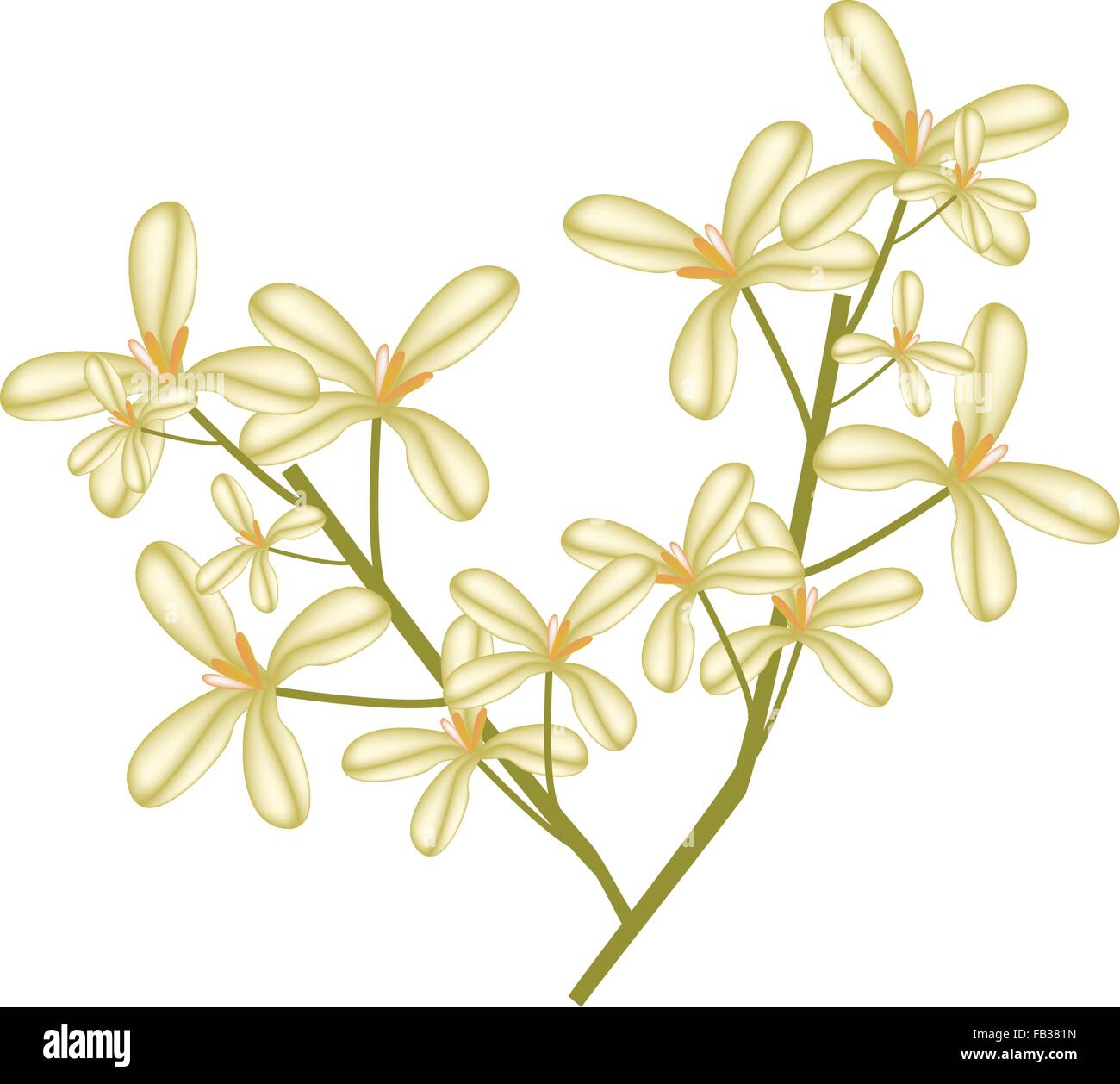 Beautiful Flower, Illustration of Cluster of Sweet Osmanthus Flower ...