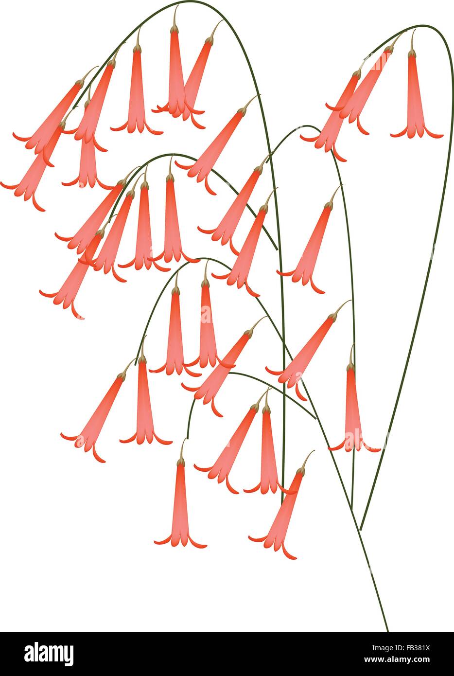 Firecracker bush Stock Vector Images - Alamy