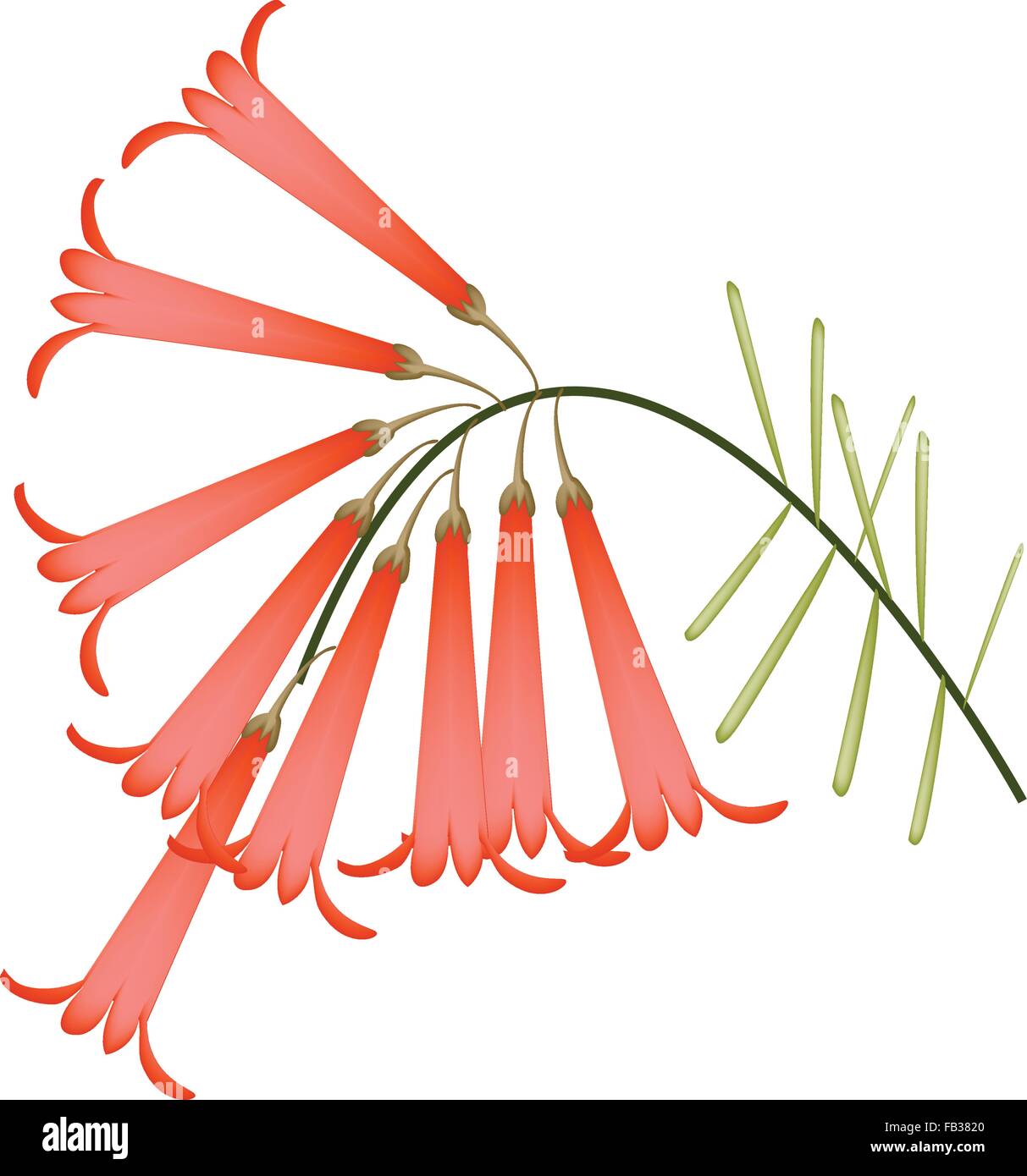 Russelia flowers High Resolution Stock Photography and Images - Alamy