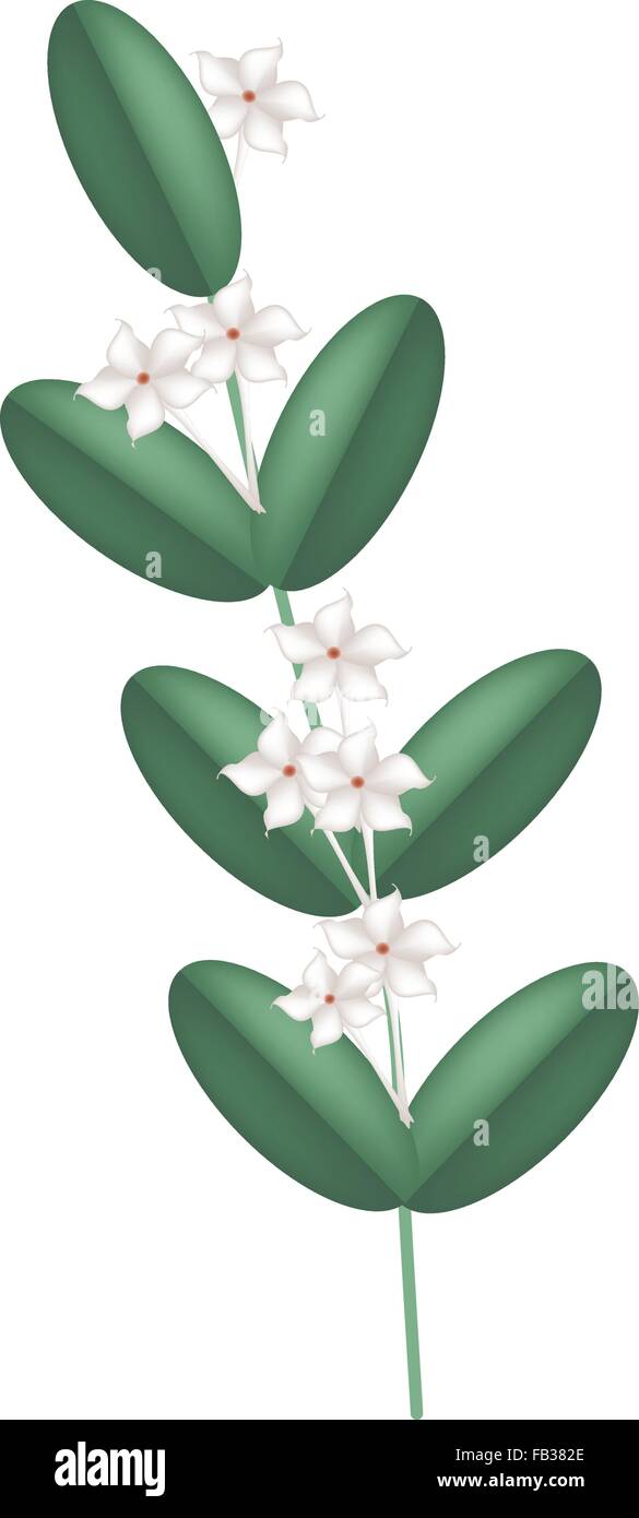 Beautiful Flower, Illustration of White Stephanotis Floribunda Flowers ...
