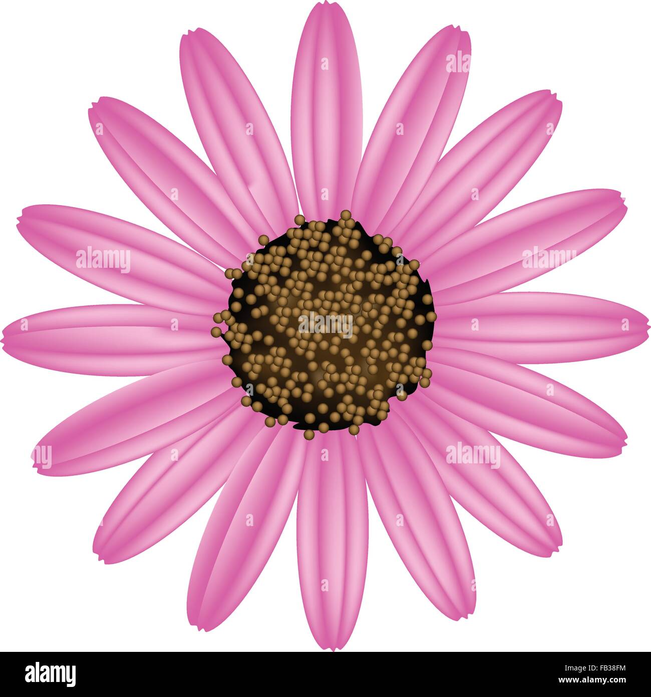 Symbol of Love, Bright and Beautiful Pink Osteospermum Daisy Flower or ...