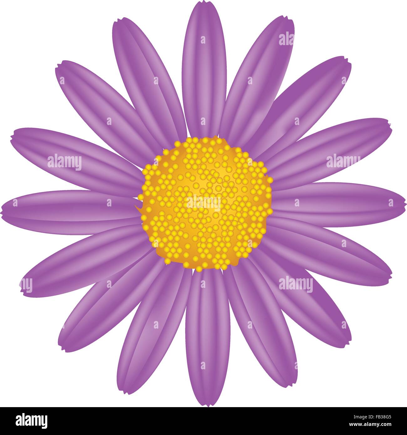 Symbol of Love, Bright and Beautiful Purple Osteospermum Daisy Flower ...