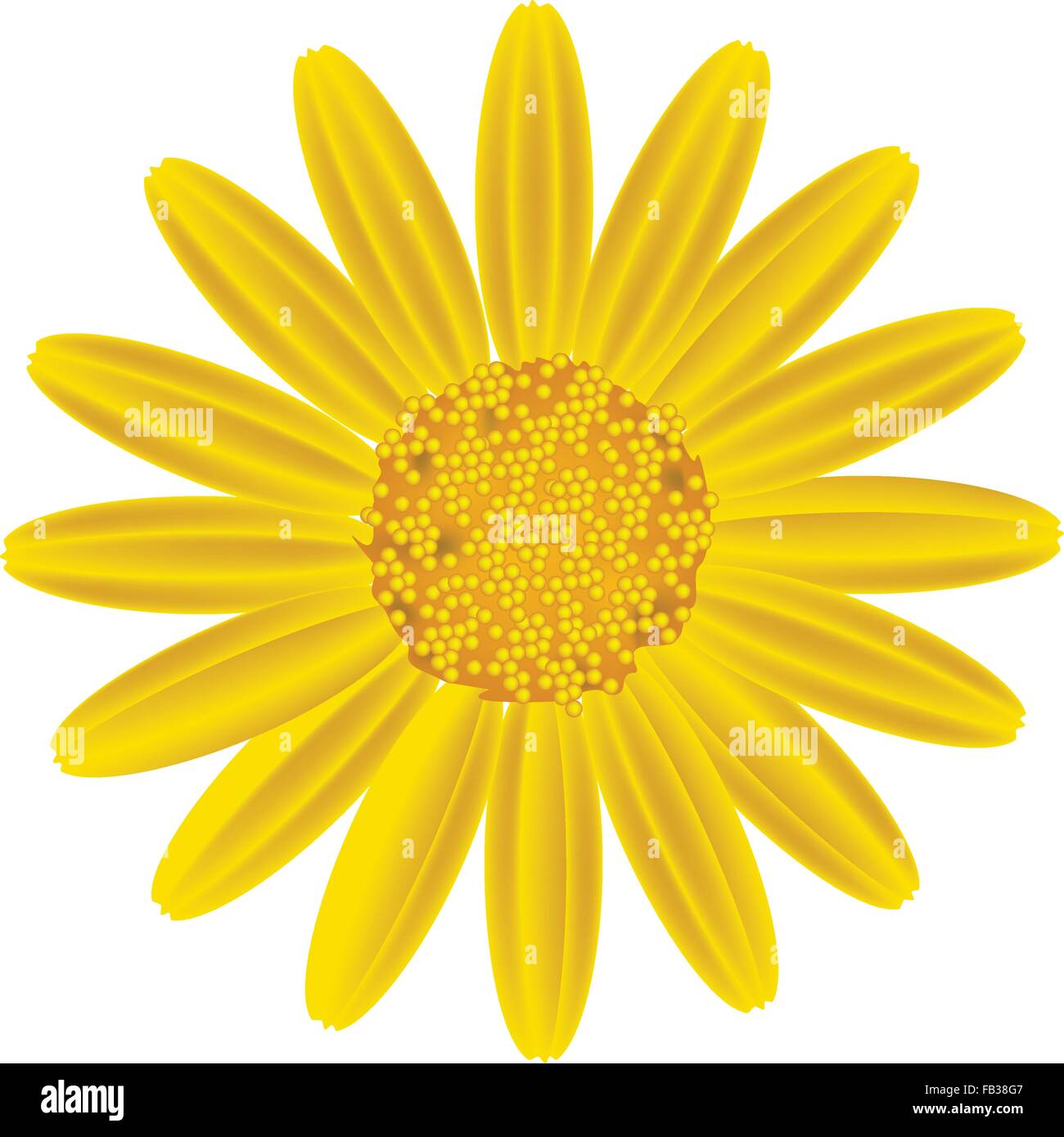 Symbol of Love, Bright and Beautiful Yellow Osteospermum Daisy Flower ...