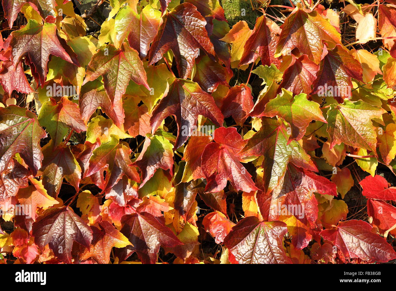 Climbing Ivy leaves in Autumn colours of russet and green providing a ...