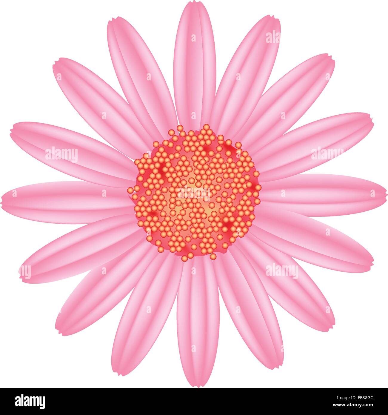 Symbol of Love, Bright and Beautiful Old Rose Osteospermum Daisy Flower ...