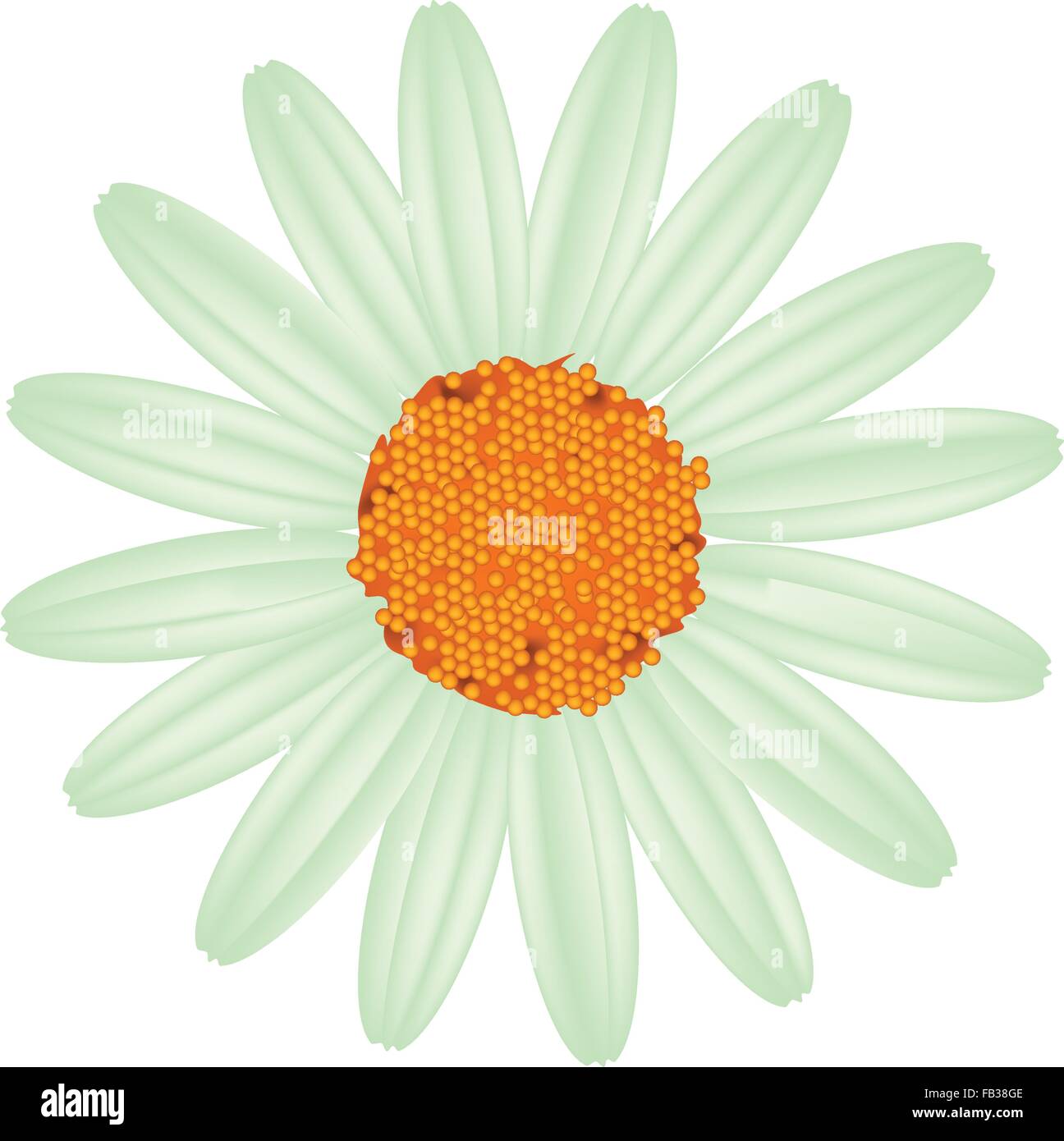 Symbol of Love, Bright and Beautiful Green Osteospermum Daisy Flower or ...