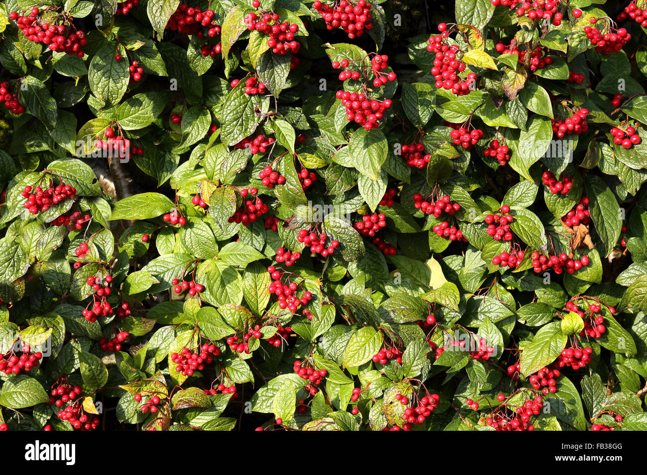 Autumn Berries Background. Climbing shrub with clumps of red berries ...