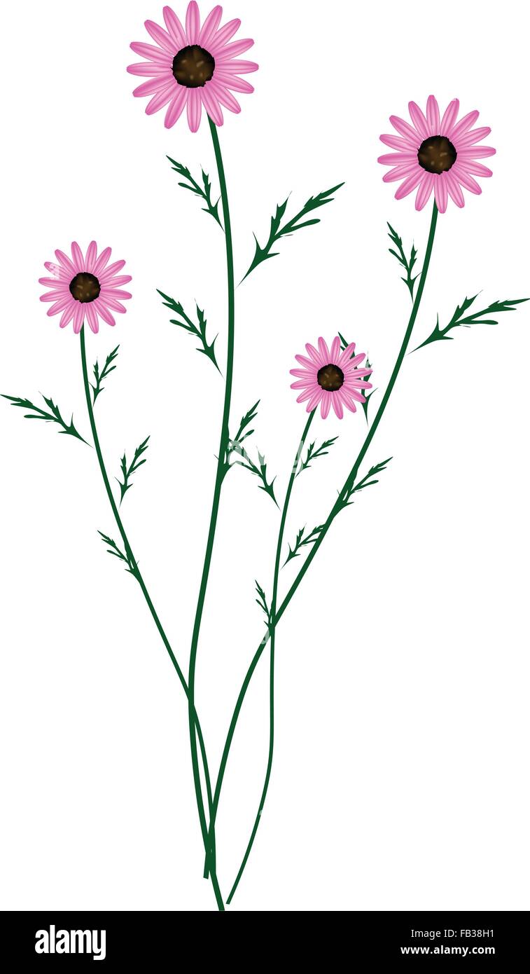 Symbol of Love, Bright and Beautiful Purple Osteospermum Daisy Flowers ...