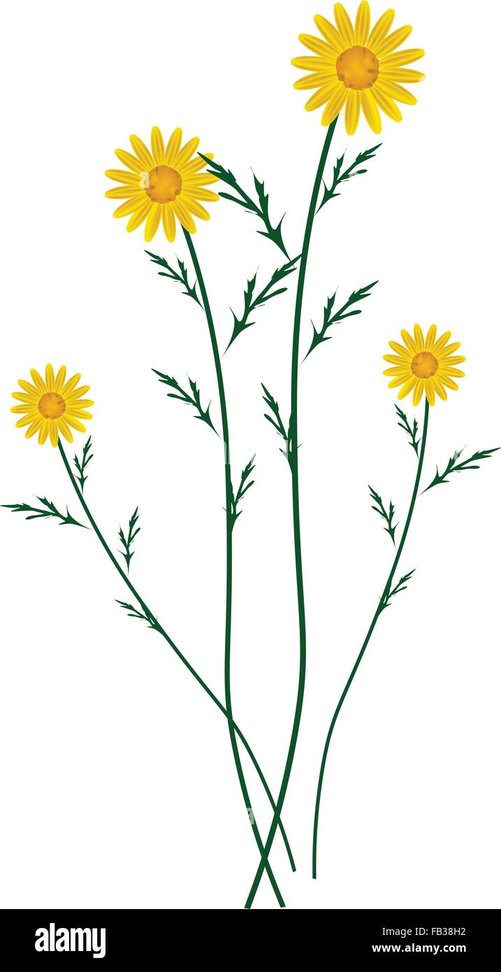 Symbol of Love, Bright and Beautiful Yellow Osteospermum Daisy Flowers ...