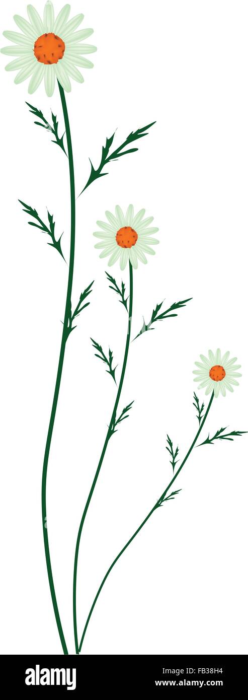 Symbol of Love, Bright and Beautiful Light Green Osteospermum Daisy ...