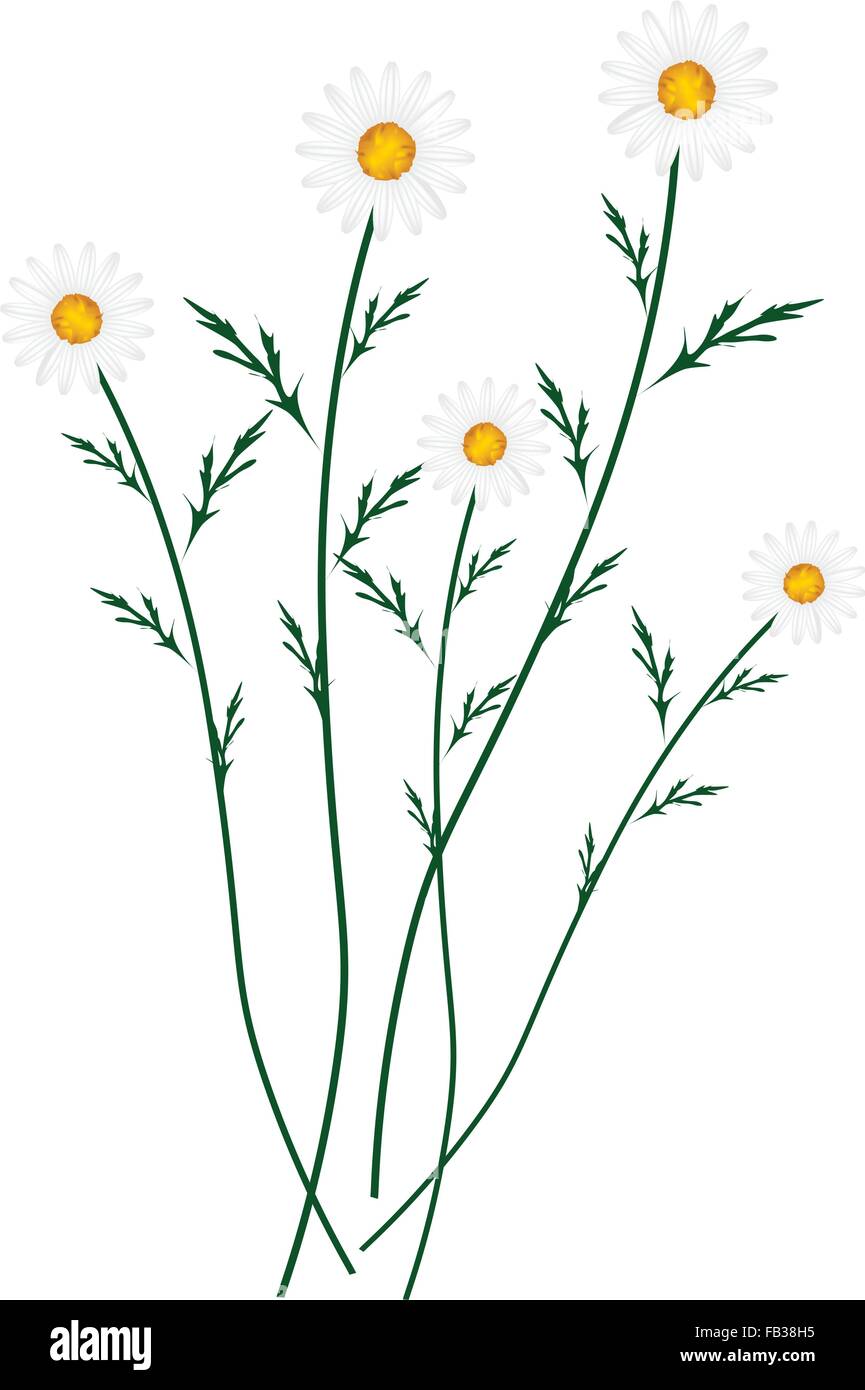 Symbol of Love, Bright and Beautiful White Osteospermum Daisy Flowers ...