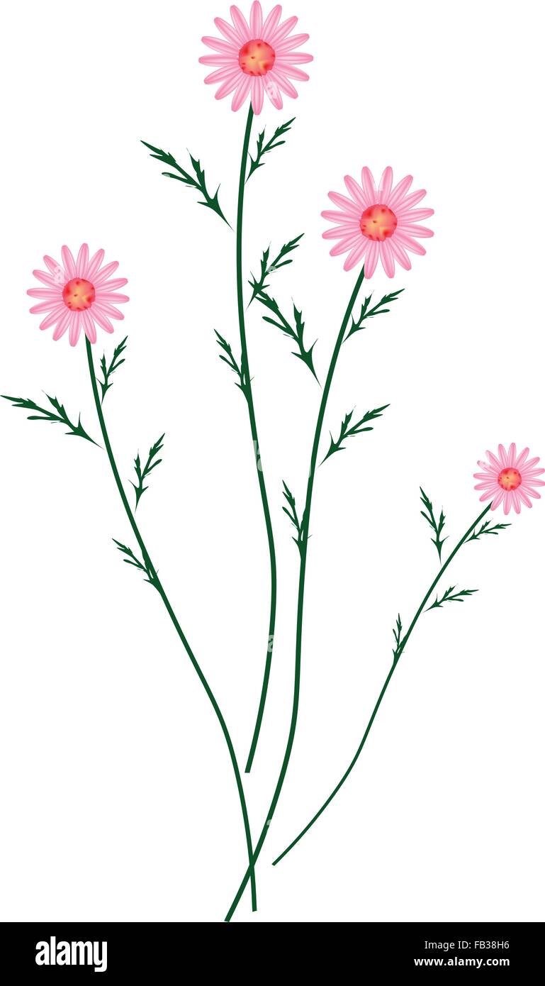 Symbol of Love, Bright and Beautiful Old Rose Osteospermum Daisy ...