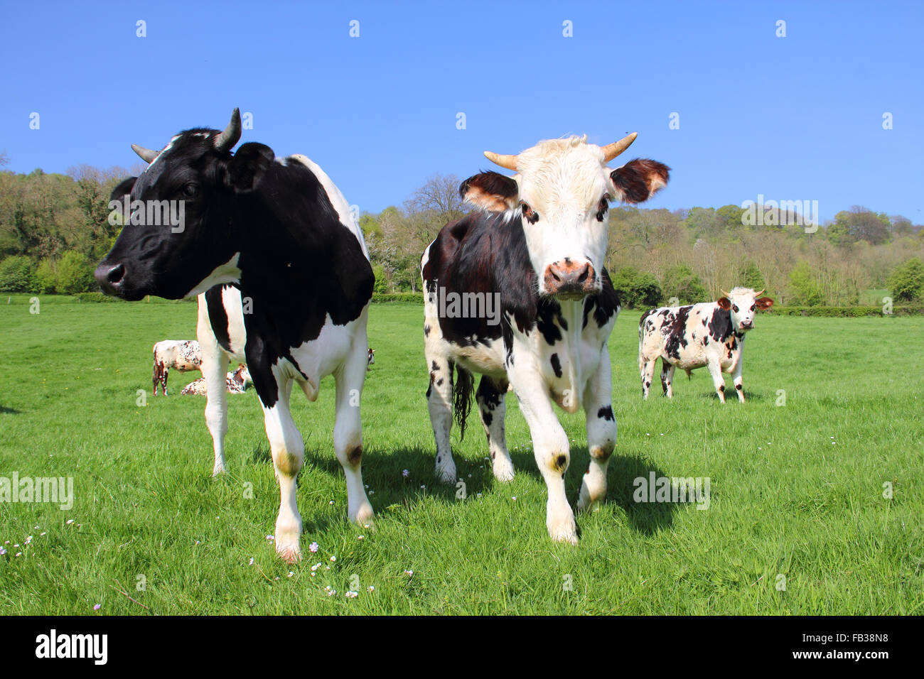 Beautiful cows grazing on green field in Normandy, France Stock Photo ...