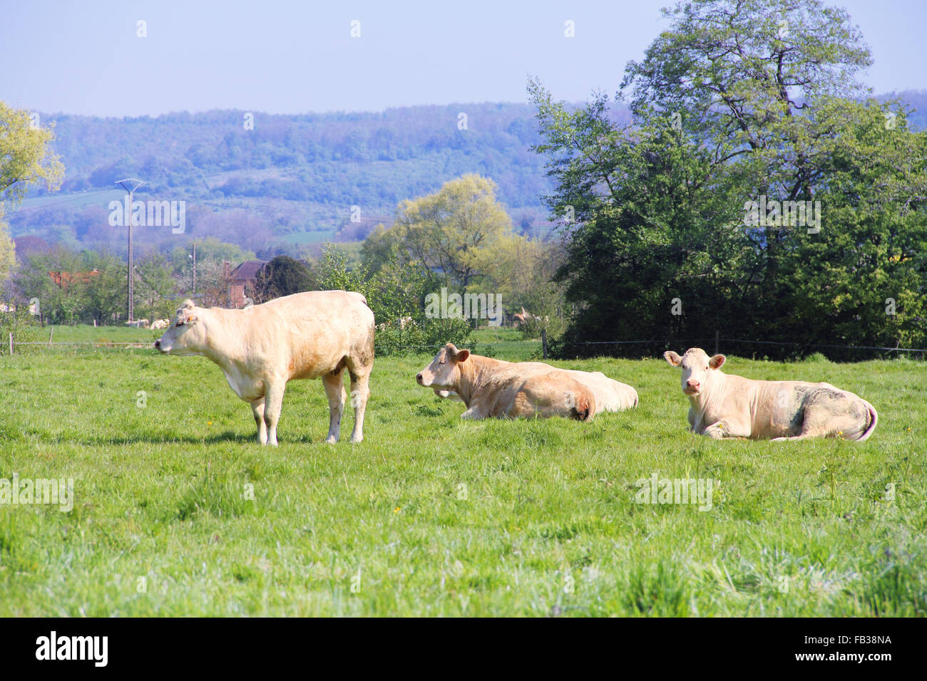 Normandy cattle herd standing hi-res stock photography and images - Alamy