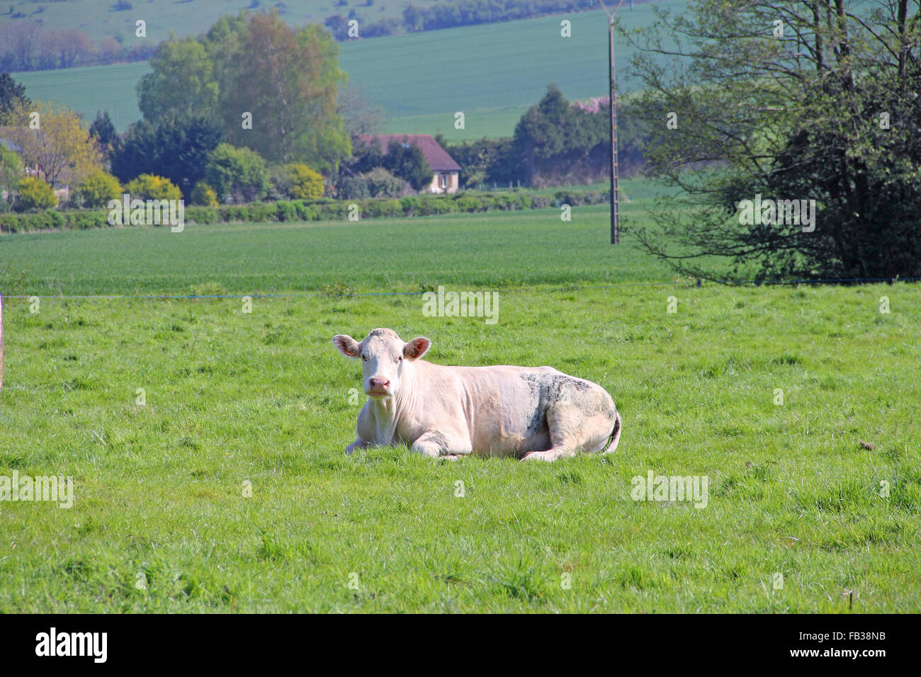 White purebred Normandy cows on summer pasture Stock Photo - Alamy