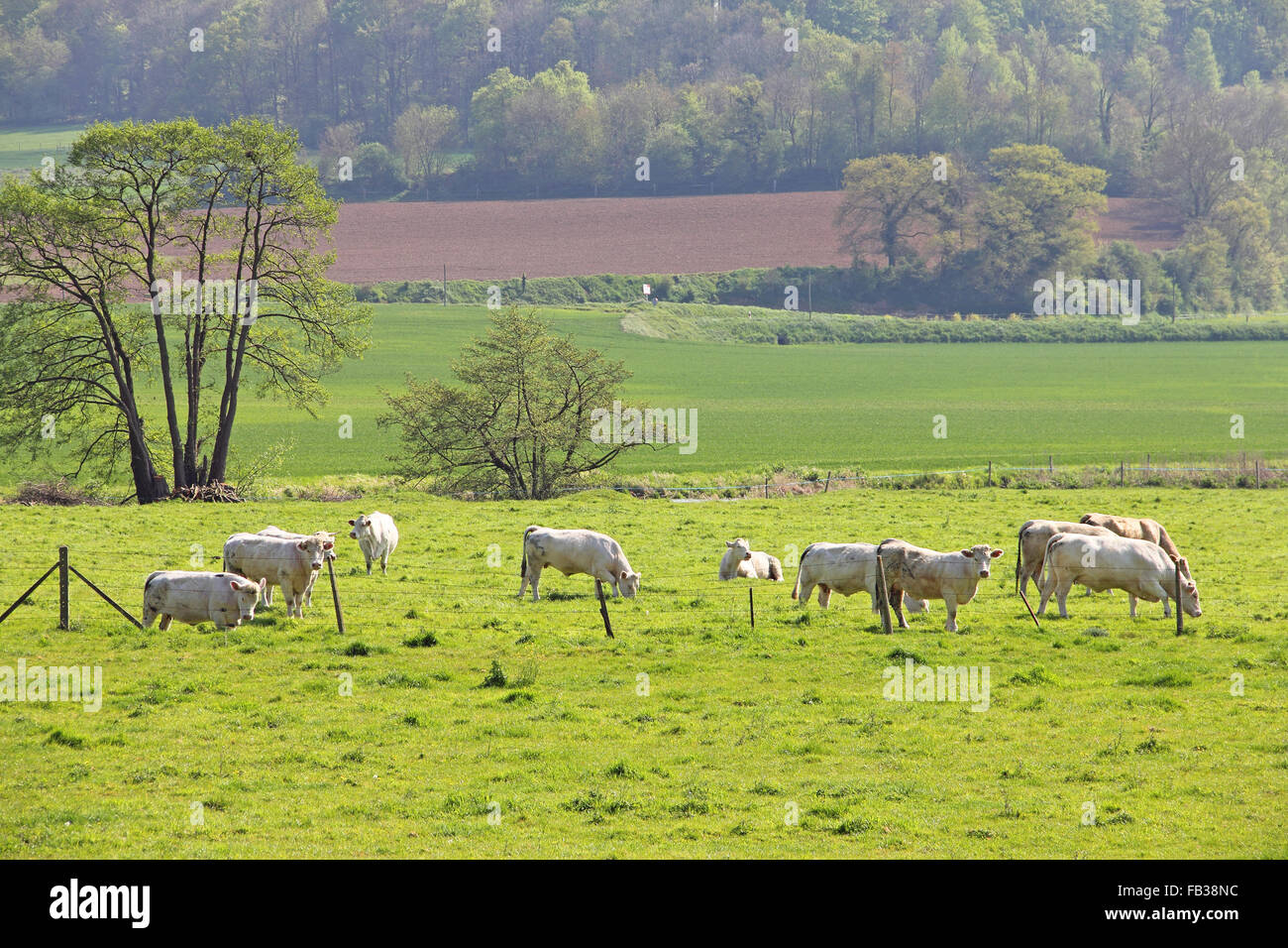 White purebred Normandy cows on summer pasture Stock Photo - Alamy