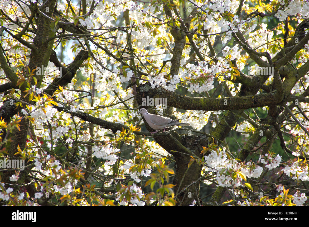 Wild Pigeon on bloomming apple tree with flowers Stock Photo - Alamy