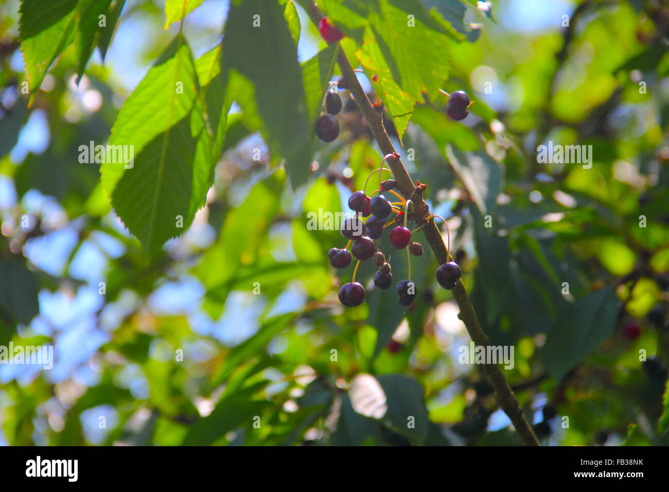 Wild cherry leaf hi-res stock photography and images - Alamy
