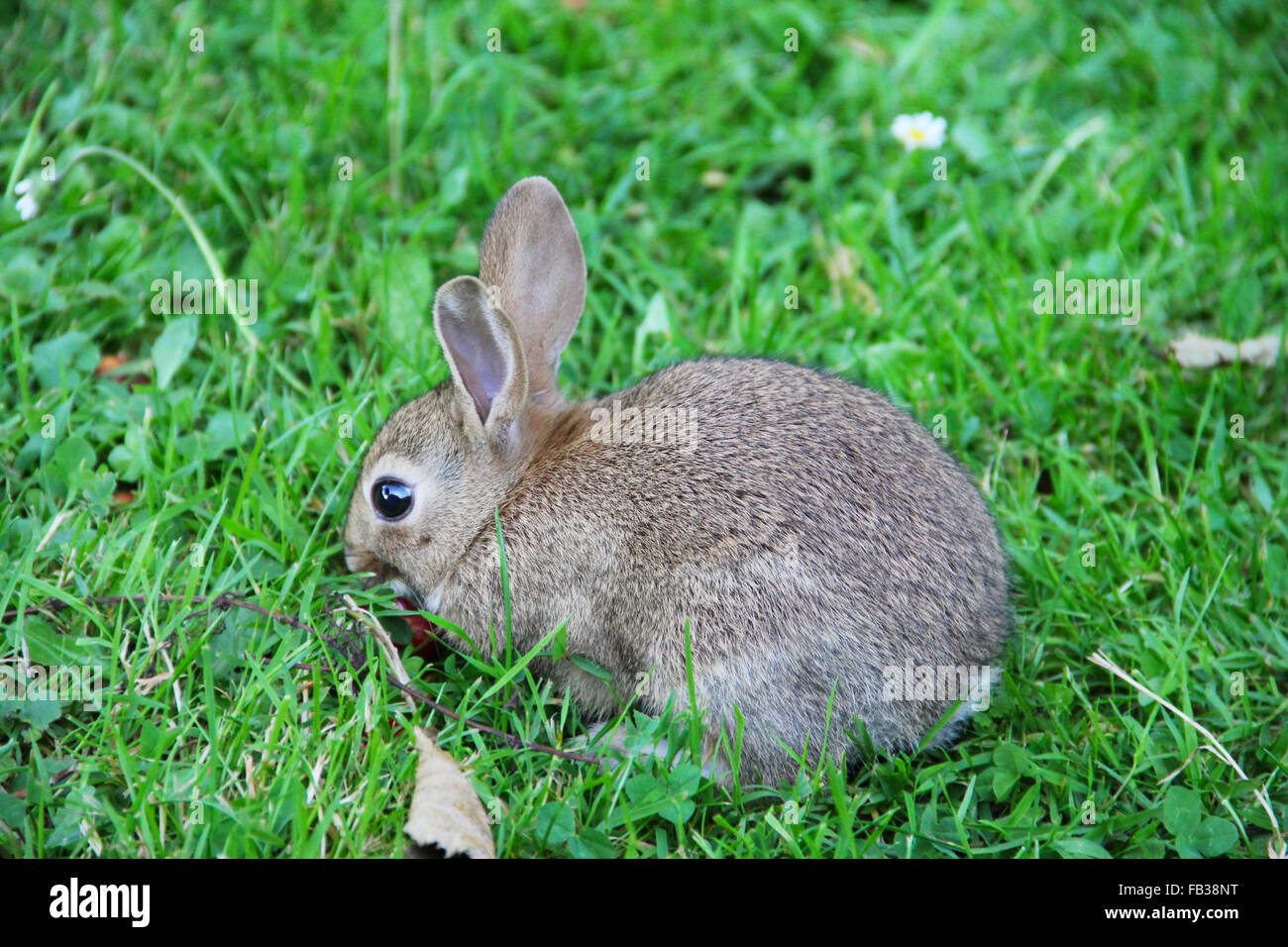Cute gray wild baby rabbit in grass eating cherry Stock Photo - Alamy
