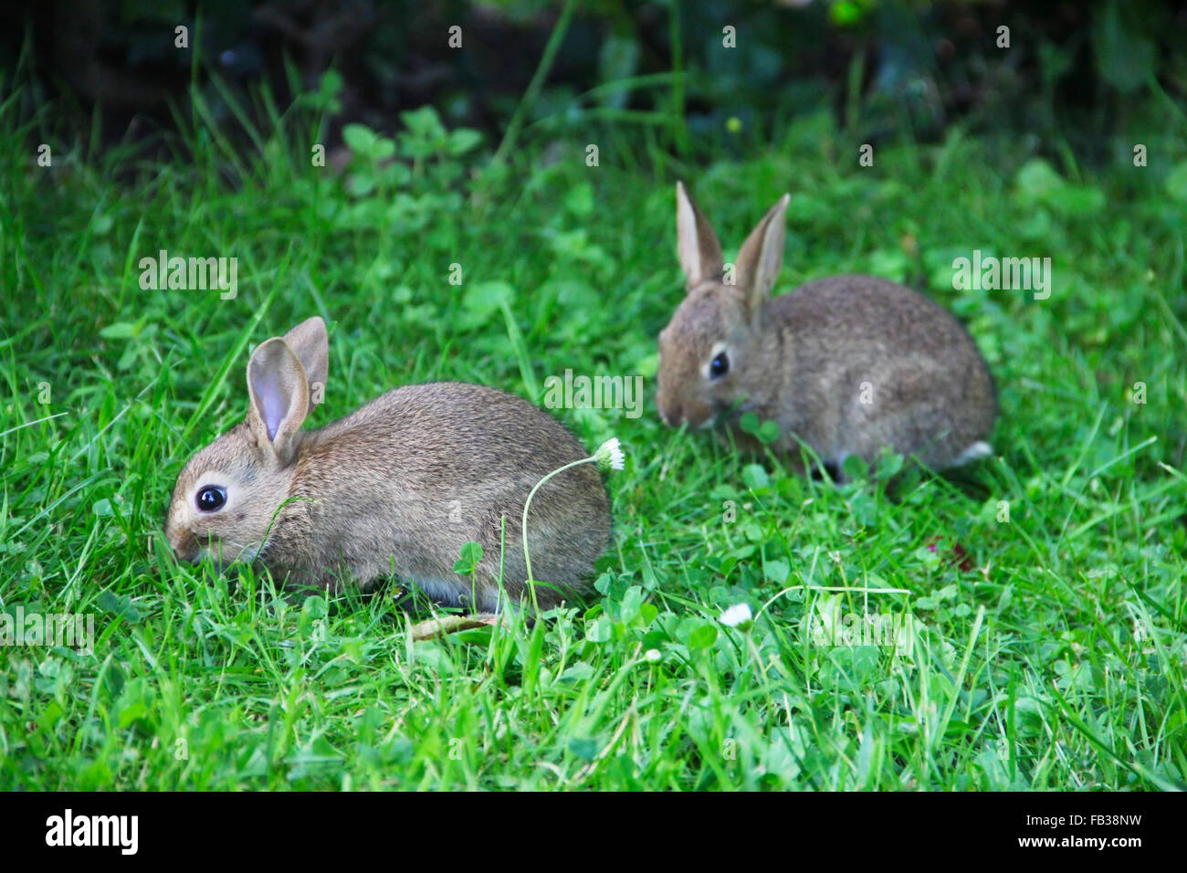 Two cute gray wild baby rabbits in grass Stock Photo - Alamy