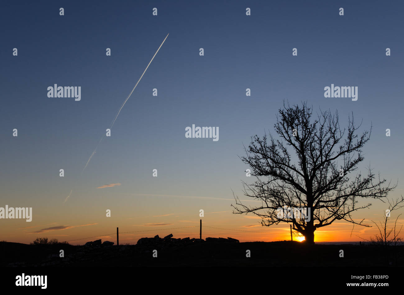 Bare tree in sunset Stock Photo - Alamy