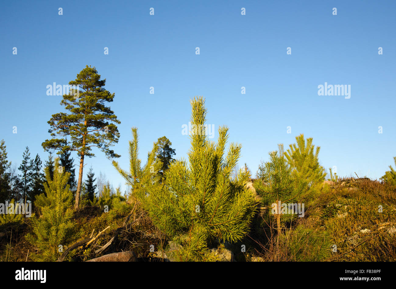 Regeneration of a pine tree forest with new plants and an old pine tree ...