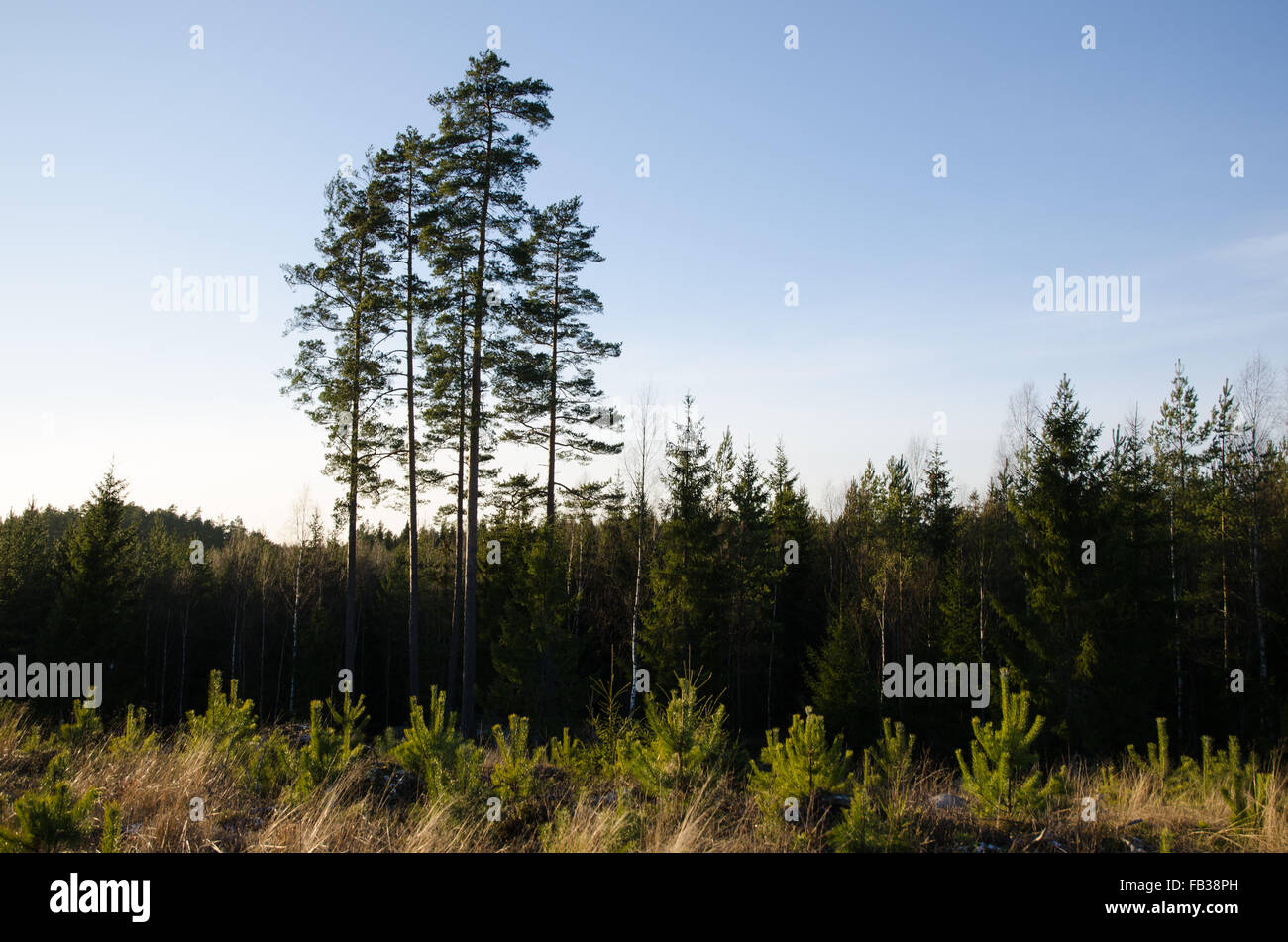 Newly planted pine hi-res stock photography and images - Alamy