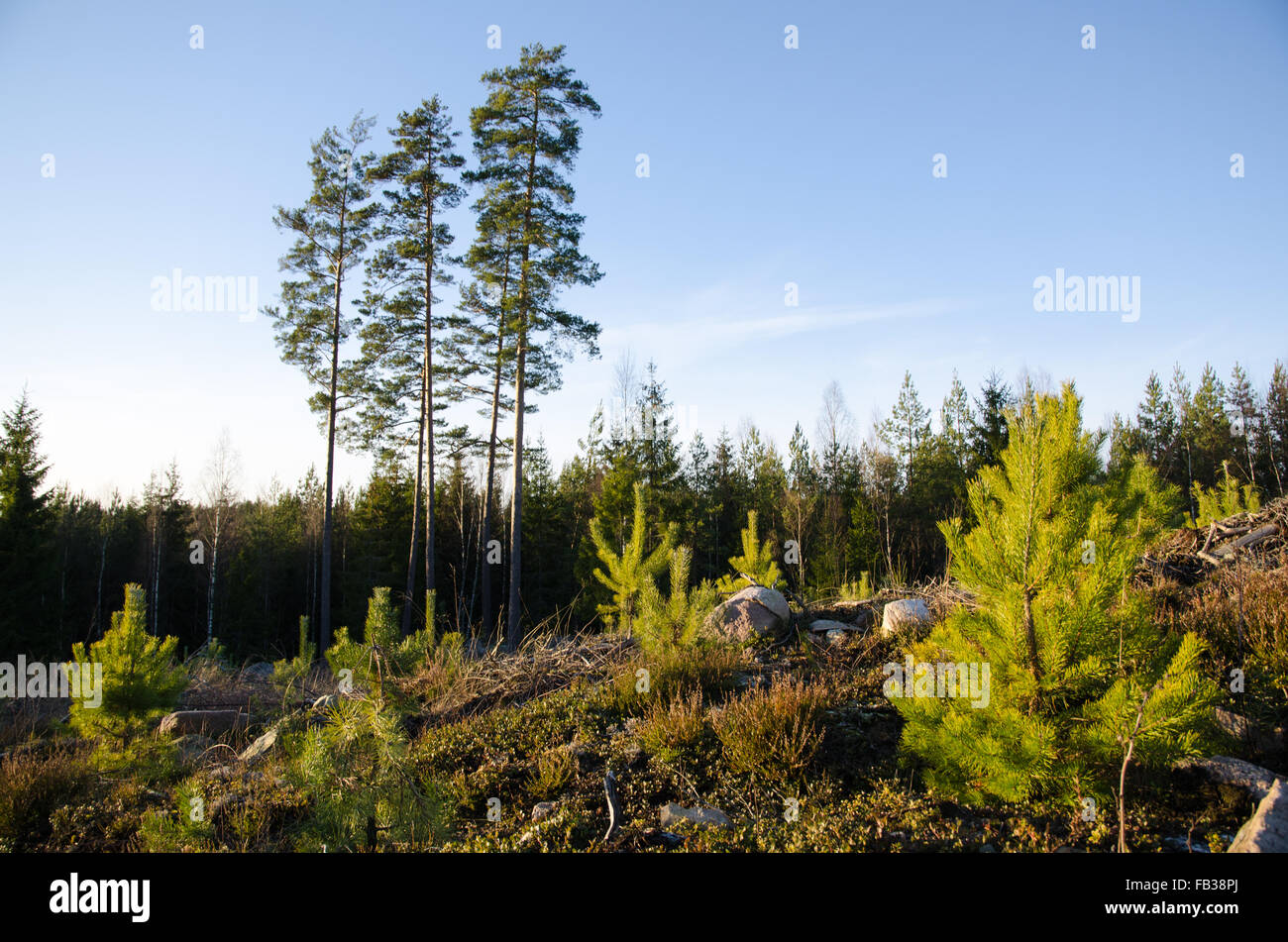 Forest regeneration with pine tree plants at a clearcut area with old ...