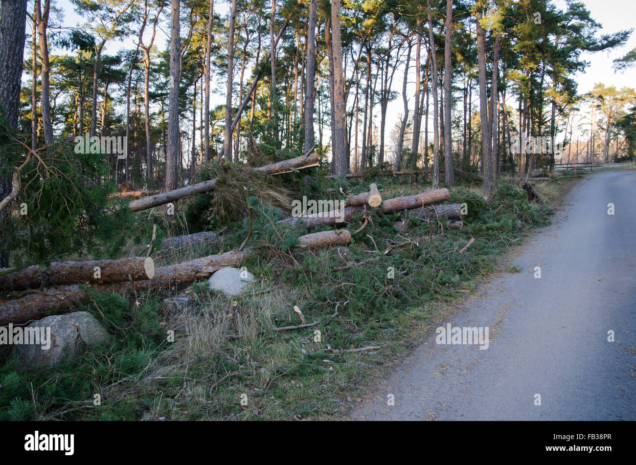 Pine tree forest at a road damaged by the storm Stock Photo - Alamy