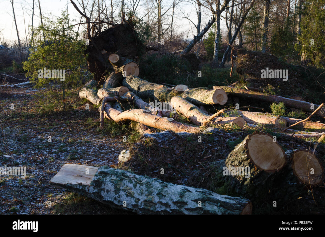 Dangerous fallen trees hi-res stock photography and images - Alamy