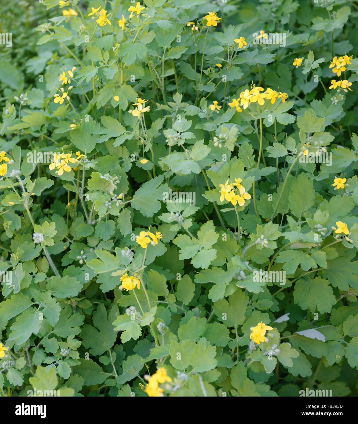 Close up of dense overgrown of flowering Greater celandine as a ...