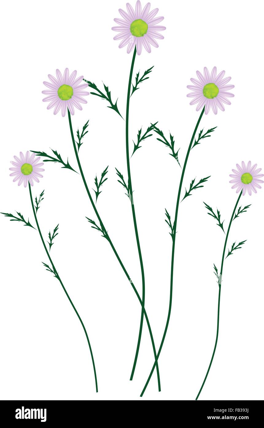 Symbol of Love, Bright and Beautiful Violet Osteospermum Daisy Flowers ...