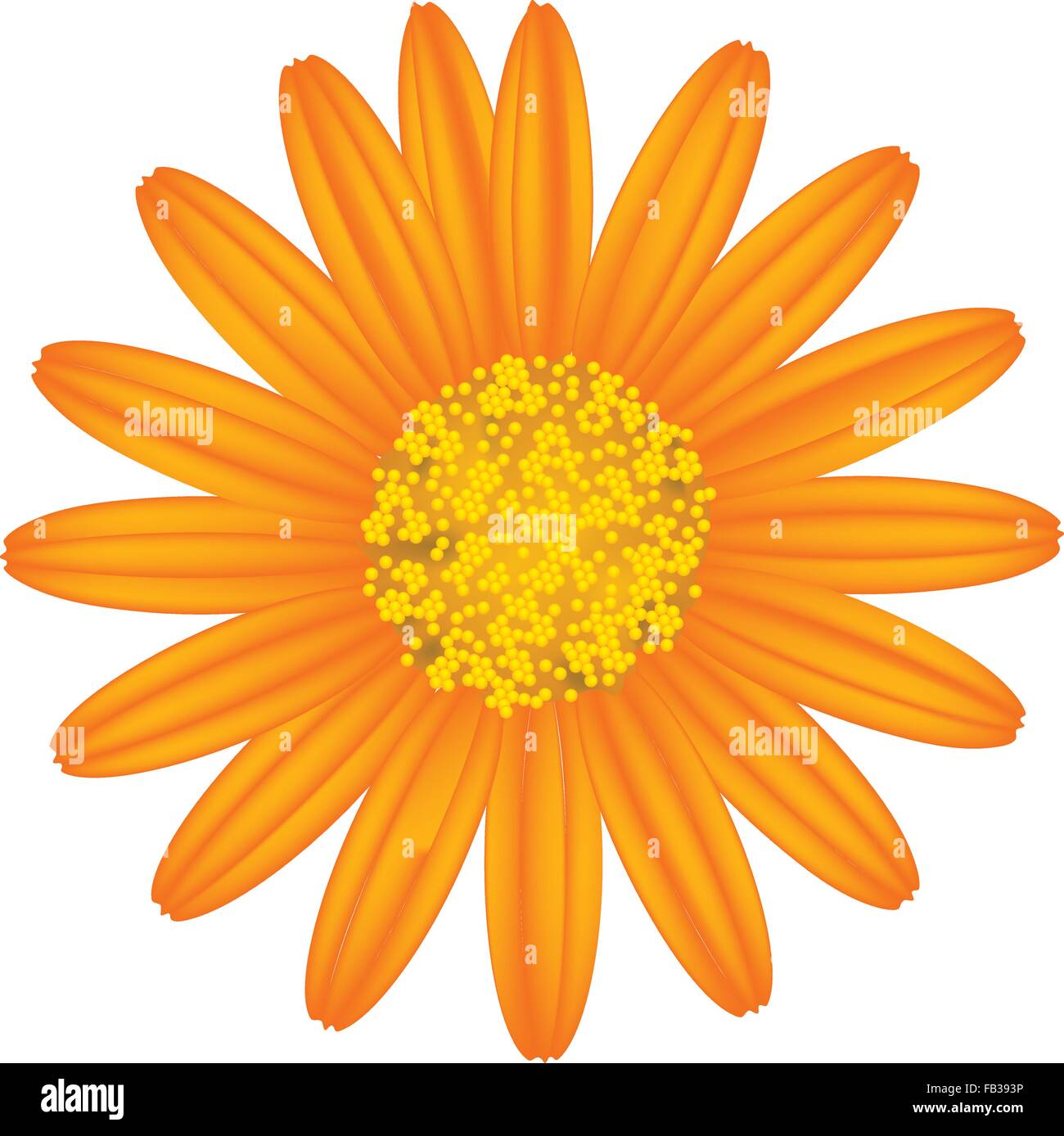 Symbol of Love, Bright and Beautiful Yellow Osteospermum Daisy Flower ...