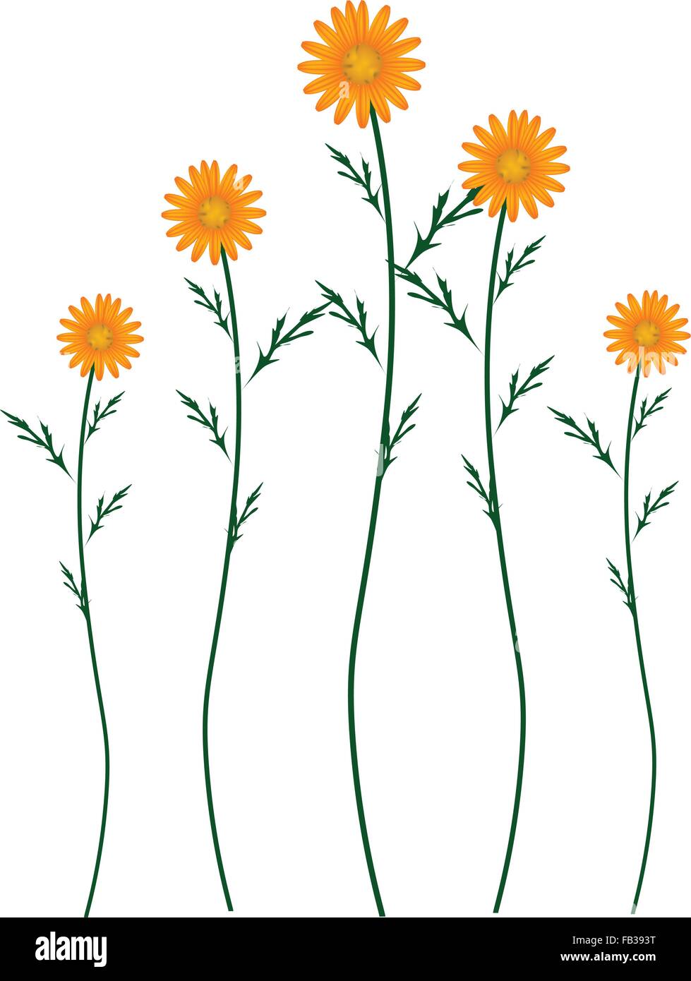 Symbol of Love, Bright and Beautiful Orange Osteospermum Daisy Flowers ...