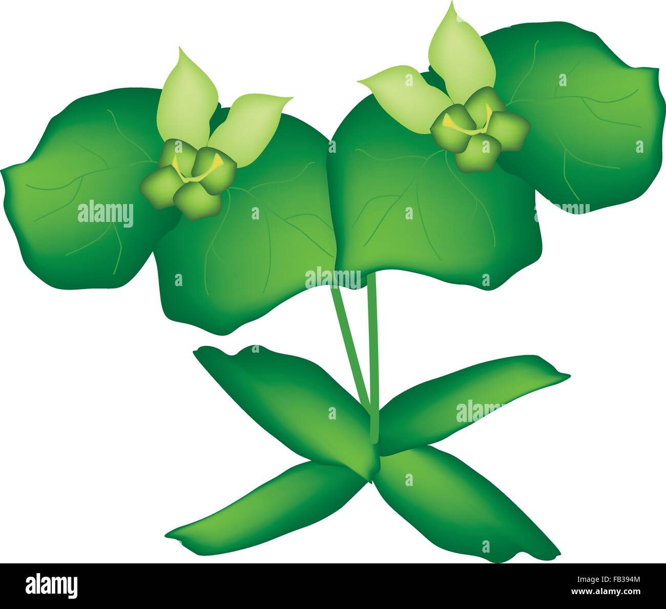 Beautiful Flower, Illustration of Two Beautiful Green Cypress Spurge or ...