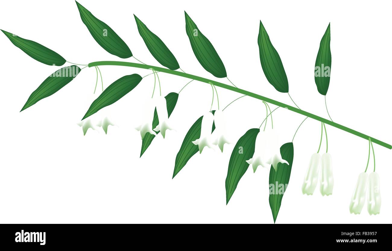 Solomons seal odoratum Stock Vector Images - Alamy