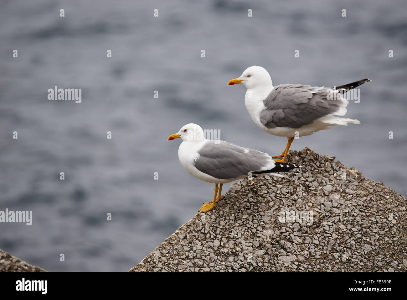 No seagulls hi-res stock photography and images - Alamy