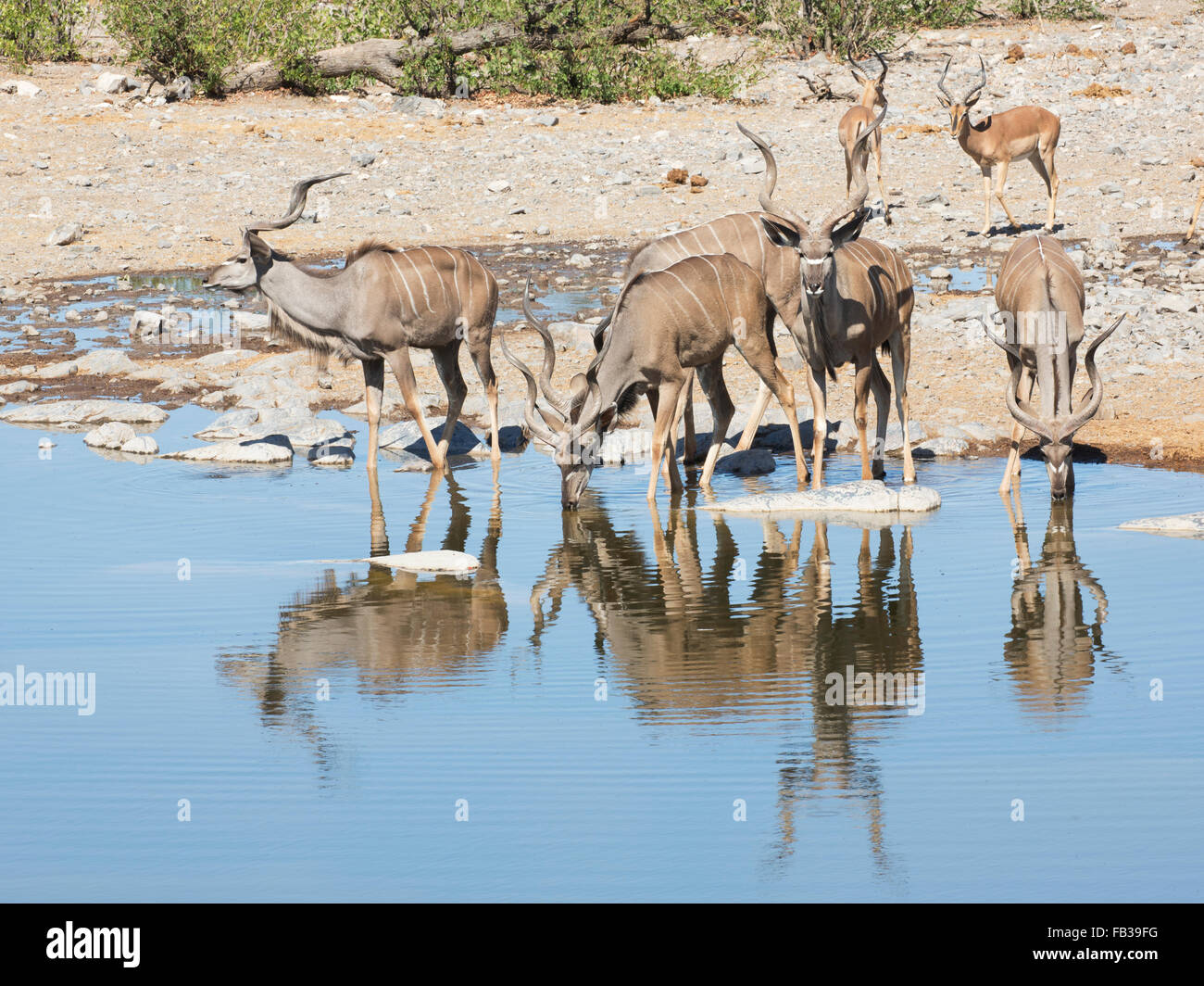 Greater Kudu stags and black-faced impala arriving at waterhole in ...