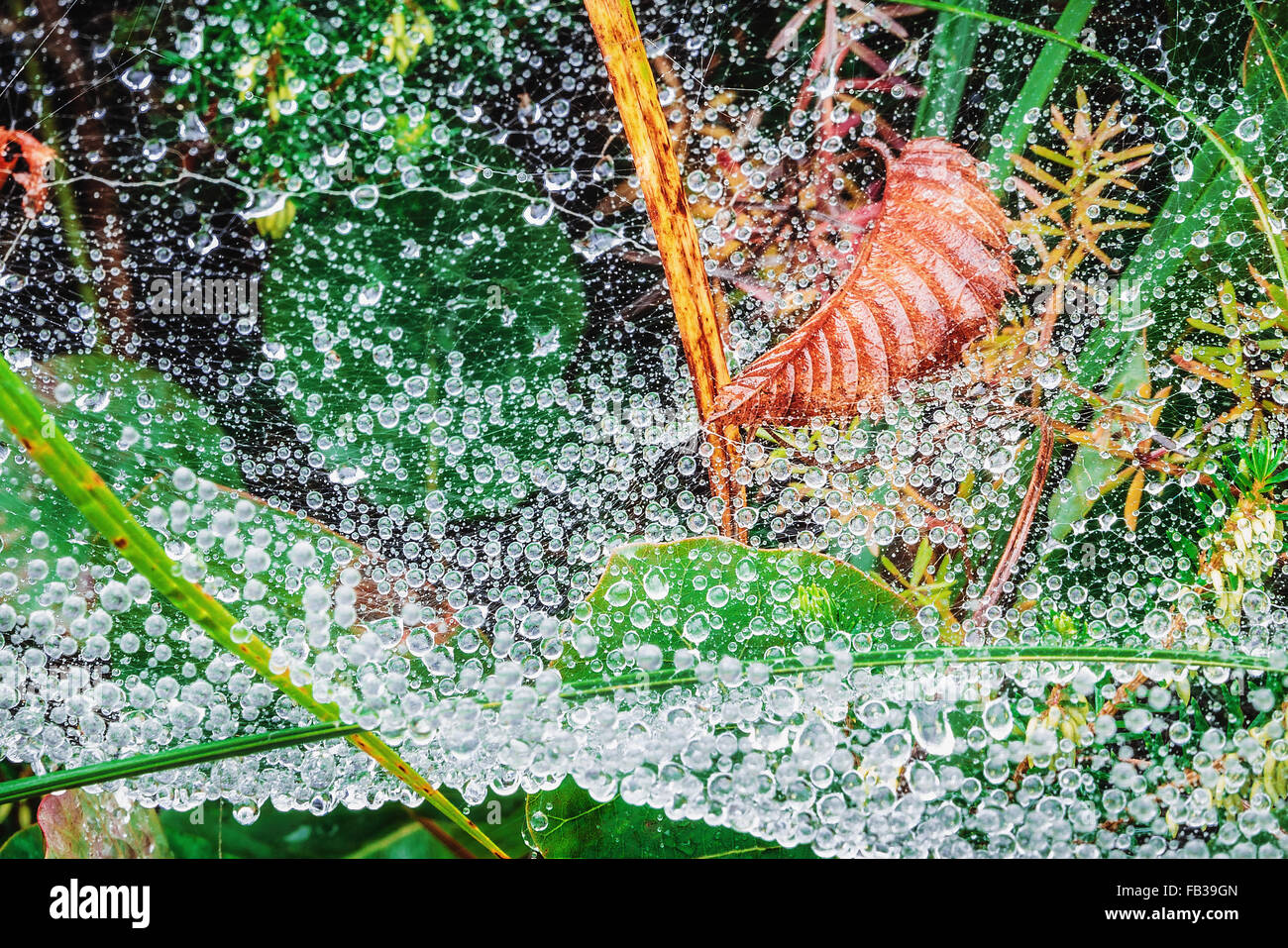 Morning water droplets on spider web with brown leaf Stock Photo - Alamy