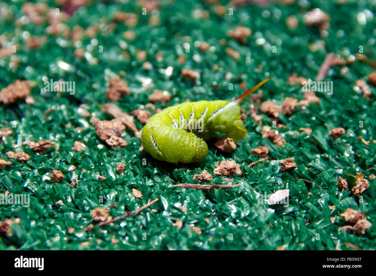 Curled worm hi-res stock photography and images - Alamy