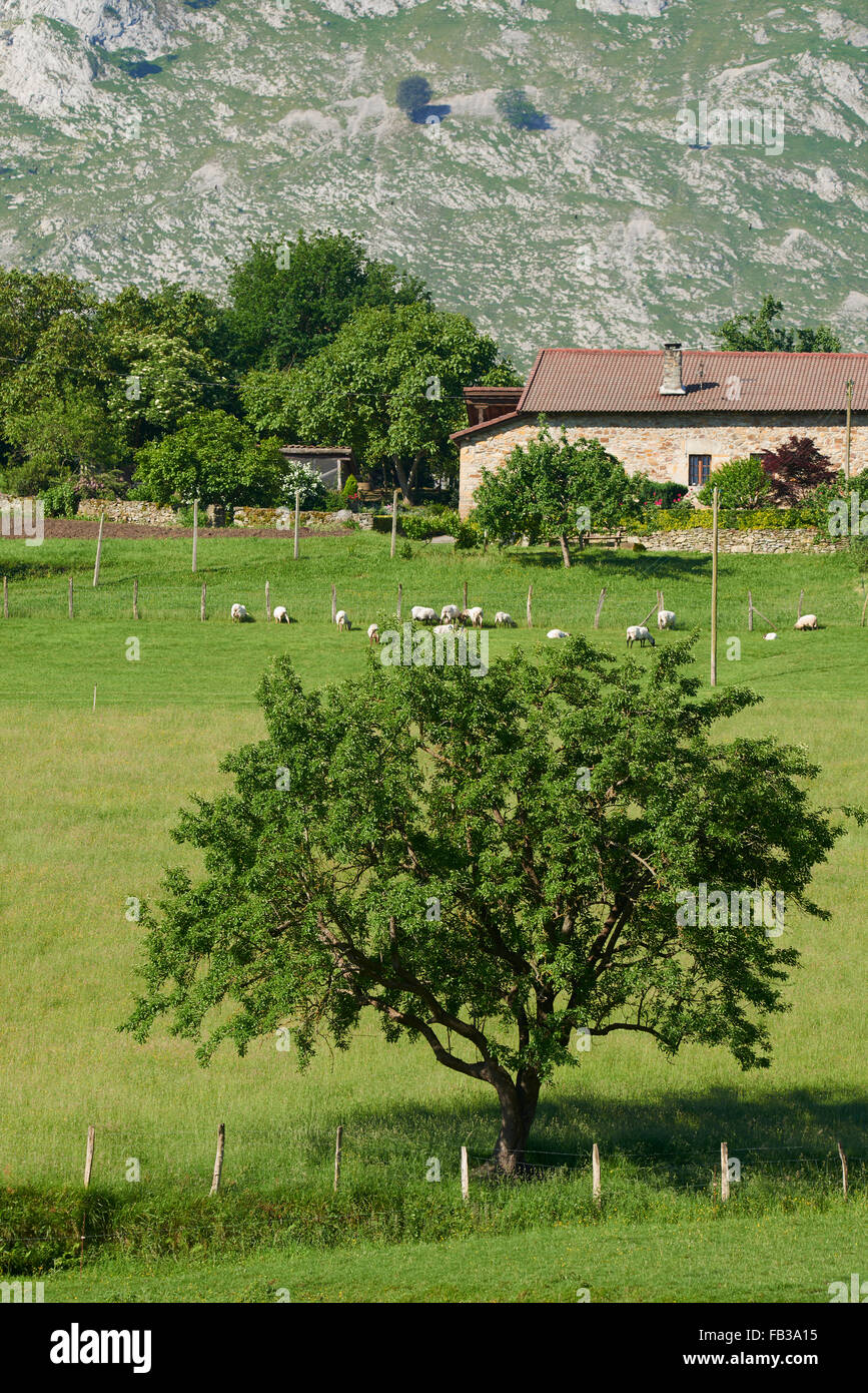 Animals grazing in Farmhouse in Durango, Biscay, Basque Country ...