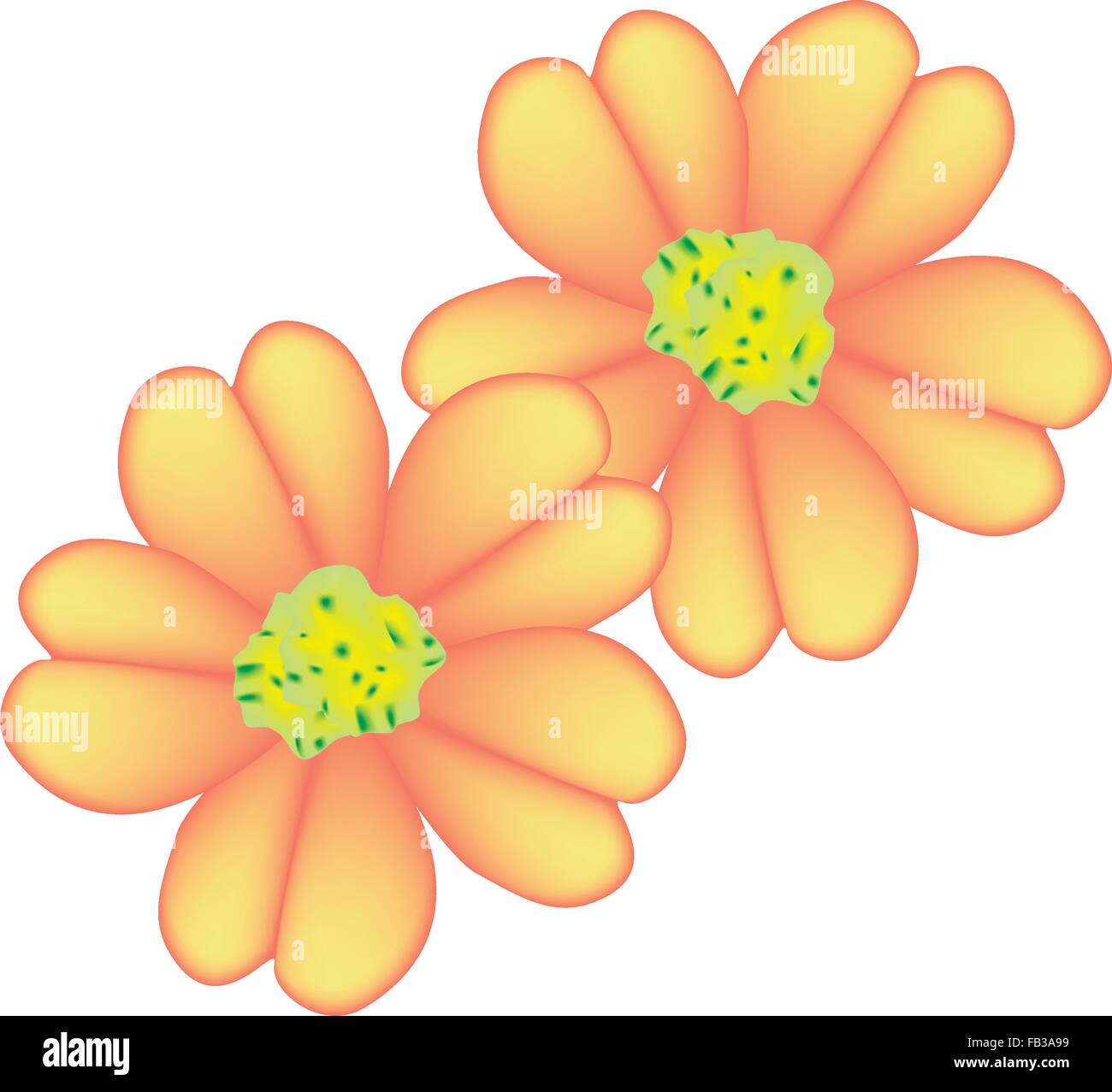 Achillea millefolium orange Stock Vector Images - Alamy