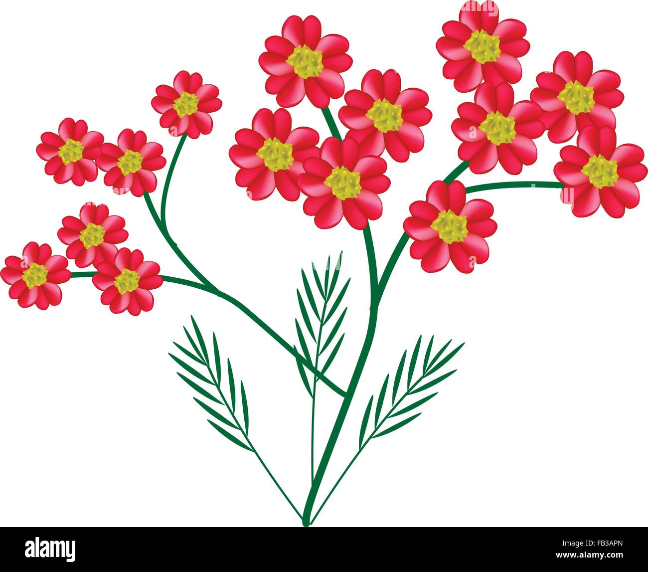 Beautiful Flower, Illustration of Red Yarrow Flowers or Achillea ...