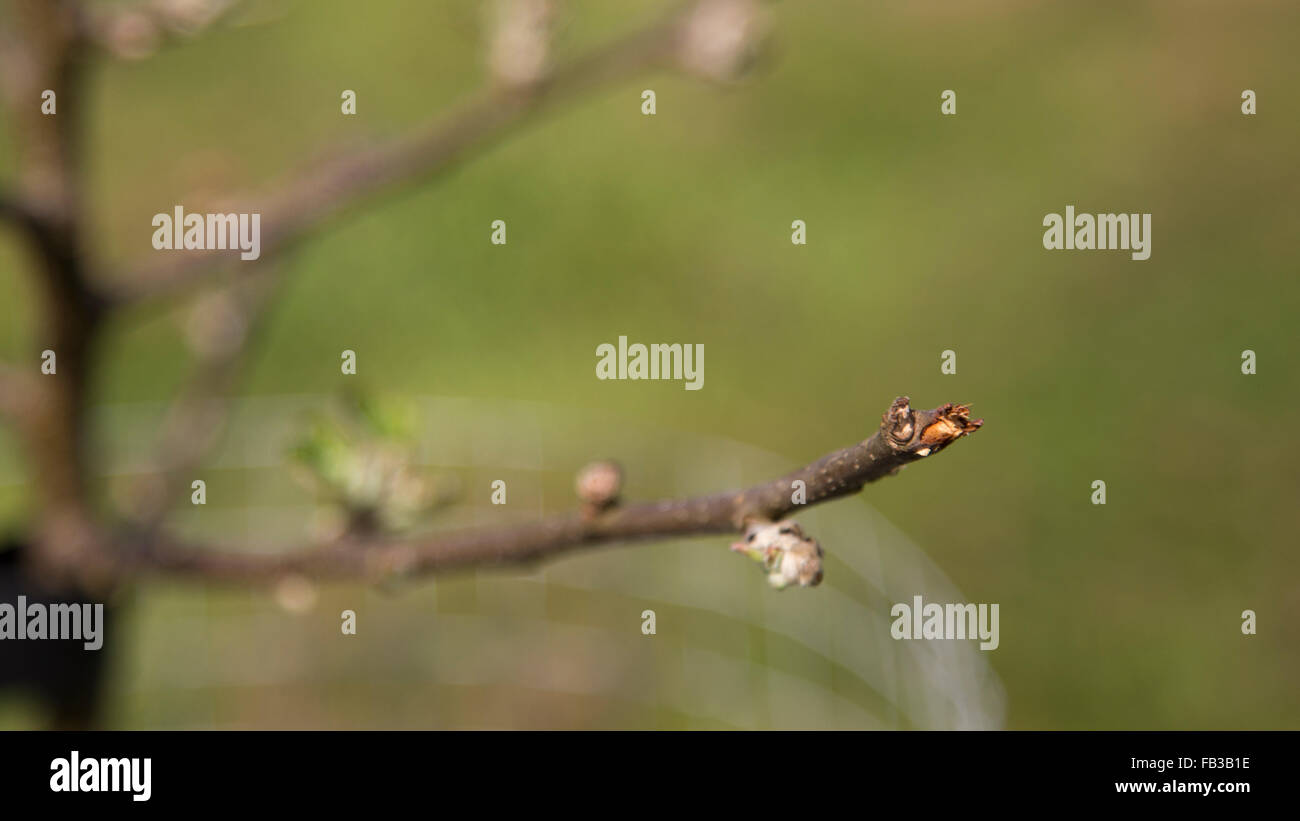 Deer damage on new emergent Spring time leaf growth on a sapling tree ...