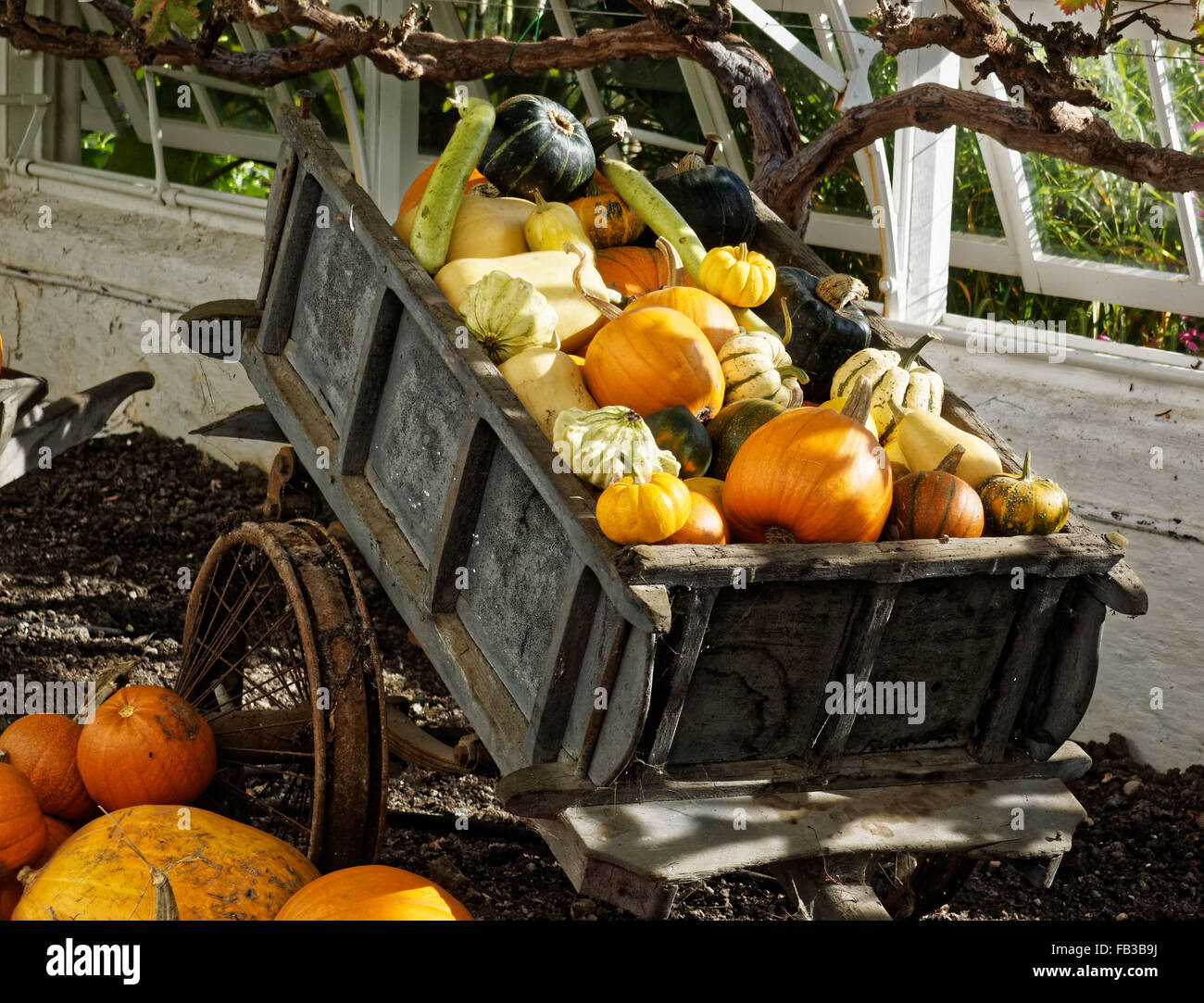 Pumpkins and Gourds Stock Photo - Alamy