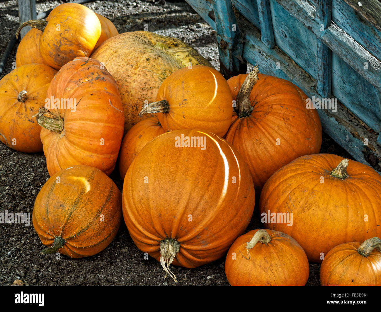 Colourful farm garden display pumpkins hi-res stock photography and ...