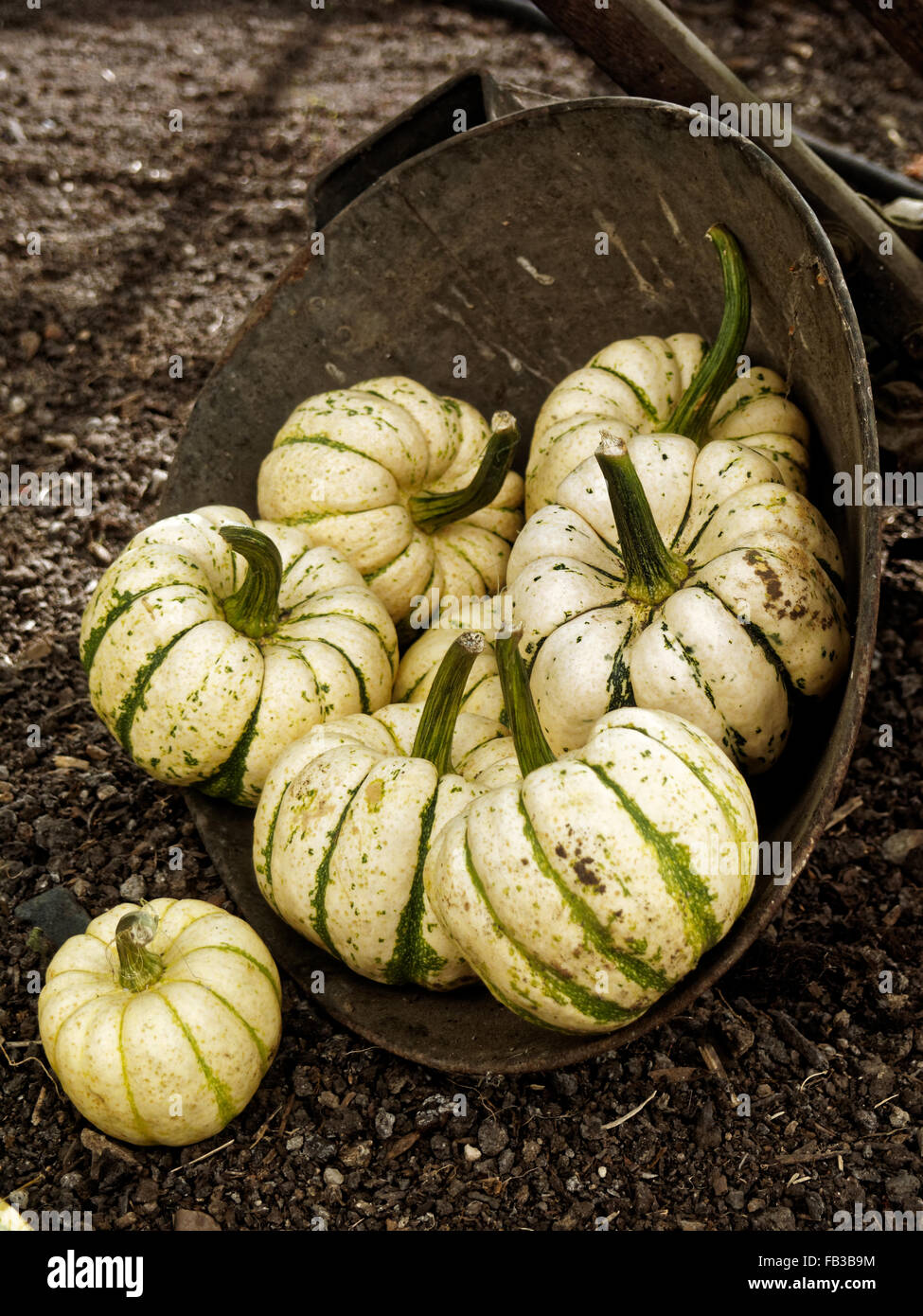 Green White Pumpkins Stock Photo - Alamy