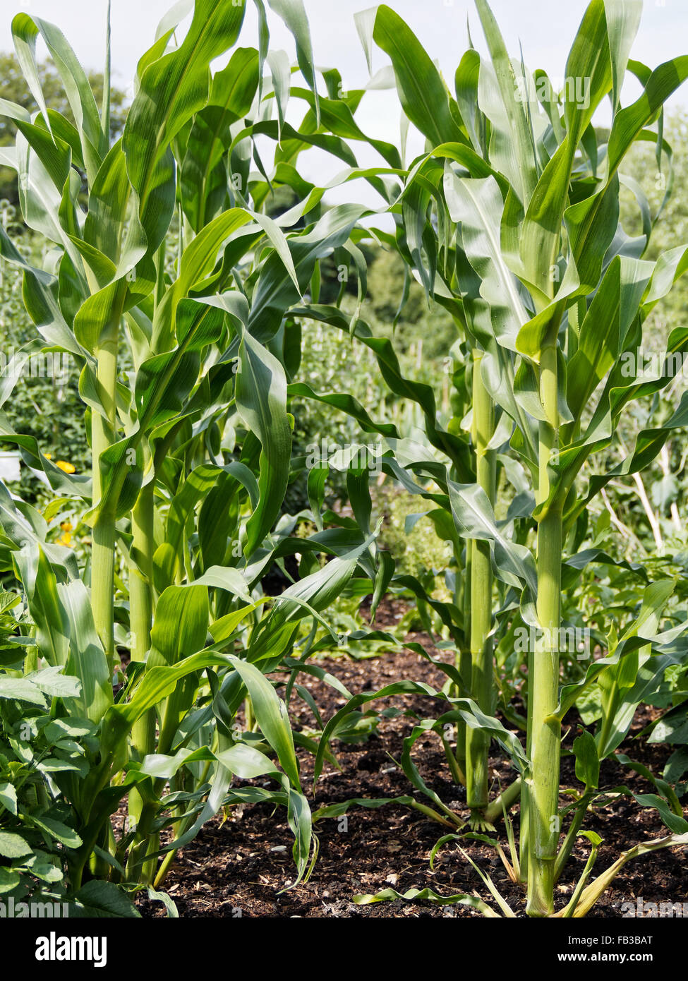 Sweetcorn growing garden hi-res stock photography and images - Alamy