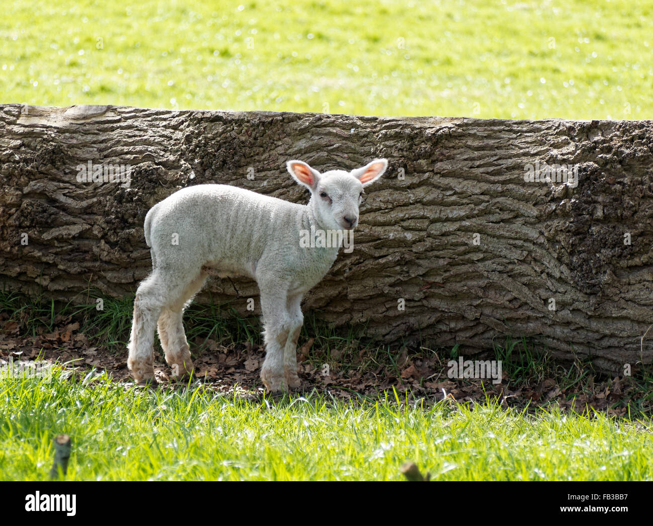 Newborn tree hi-res stock photography and images - Alamy